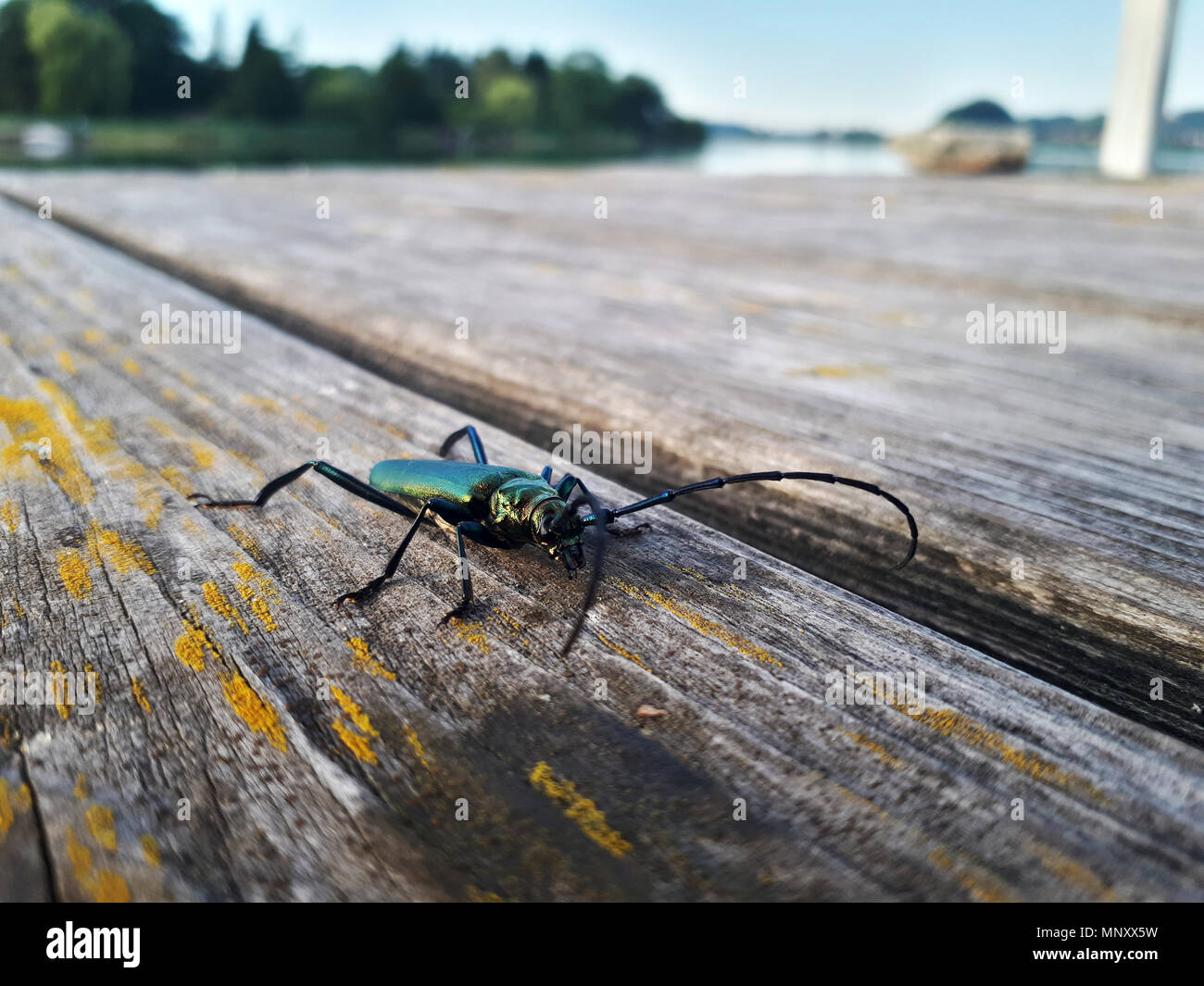 Beetle on lake hi-res stock photography and images - Alamy