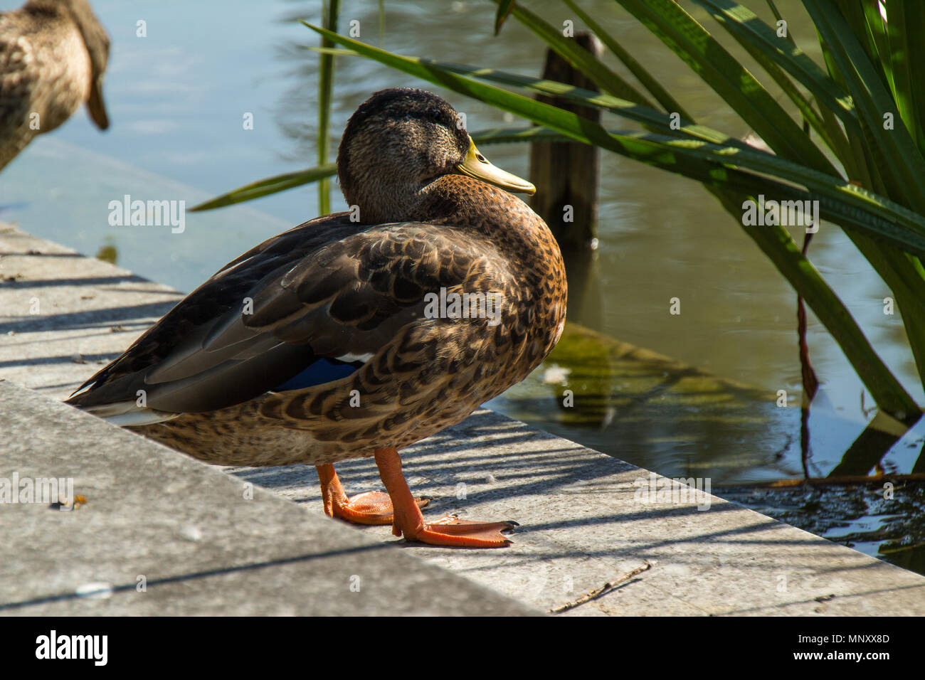 Duck alone hi-res stock photography and images - Alamy
