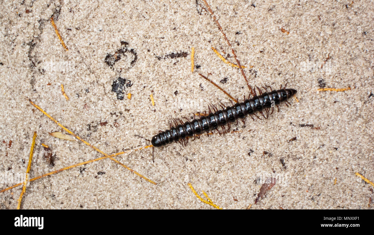 centipede walking on sand Stock Photo - Alamy