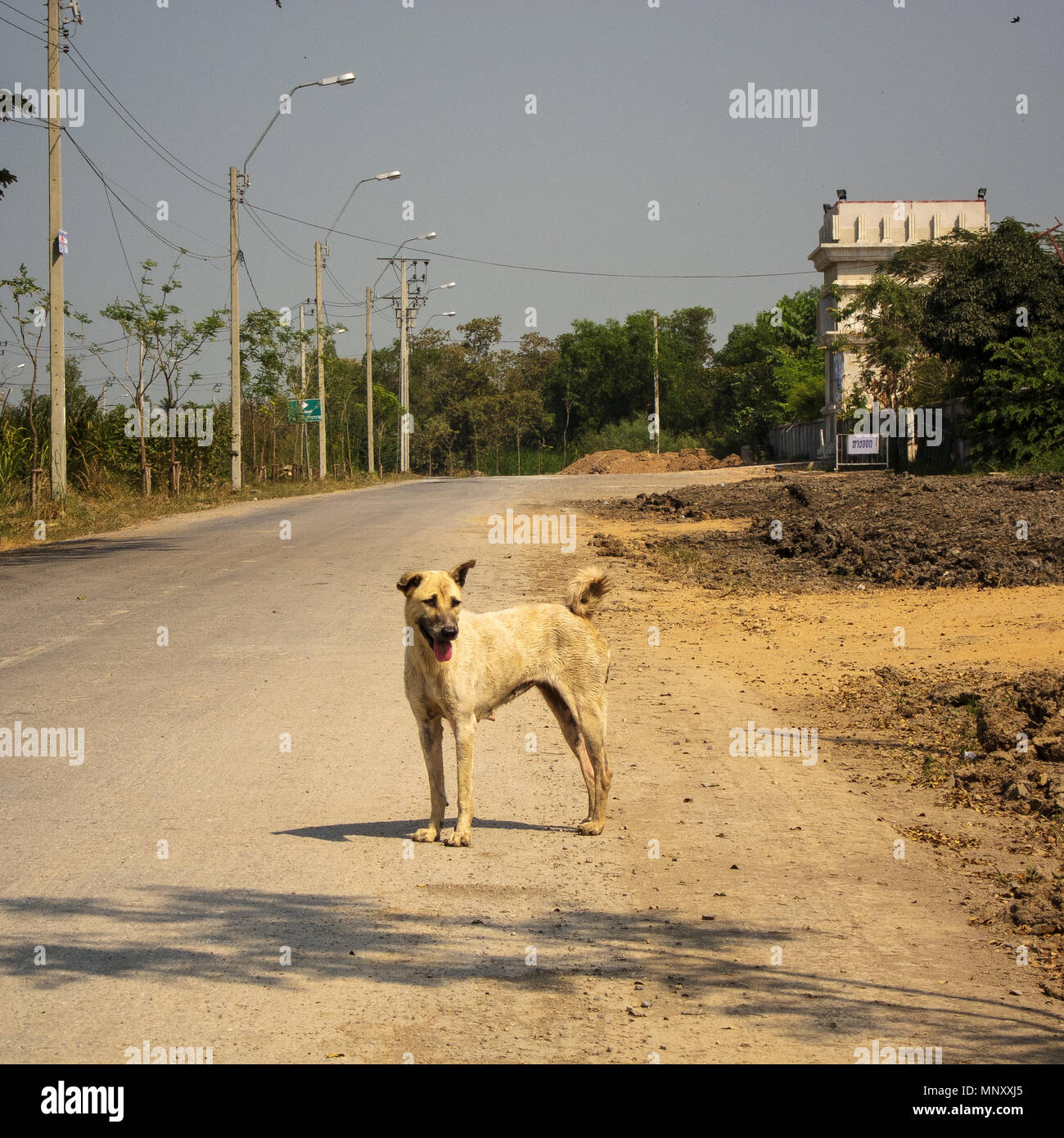 White Street Dog High Resolution Stock Photography and Images - Alamy