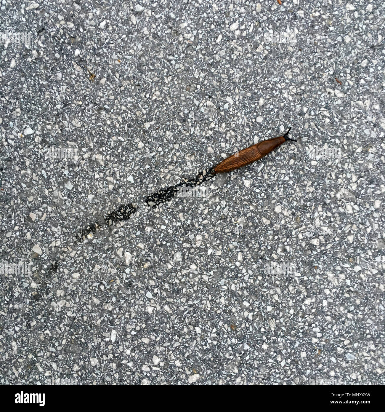 Slug trace hi-res stock photography and images - Alamy