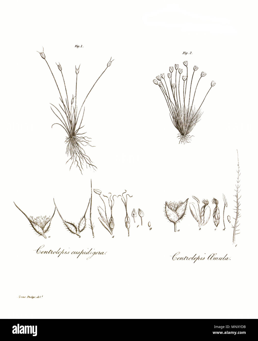 Linnean classification system hi-res stock photography and images - Alamy