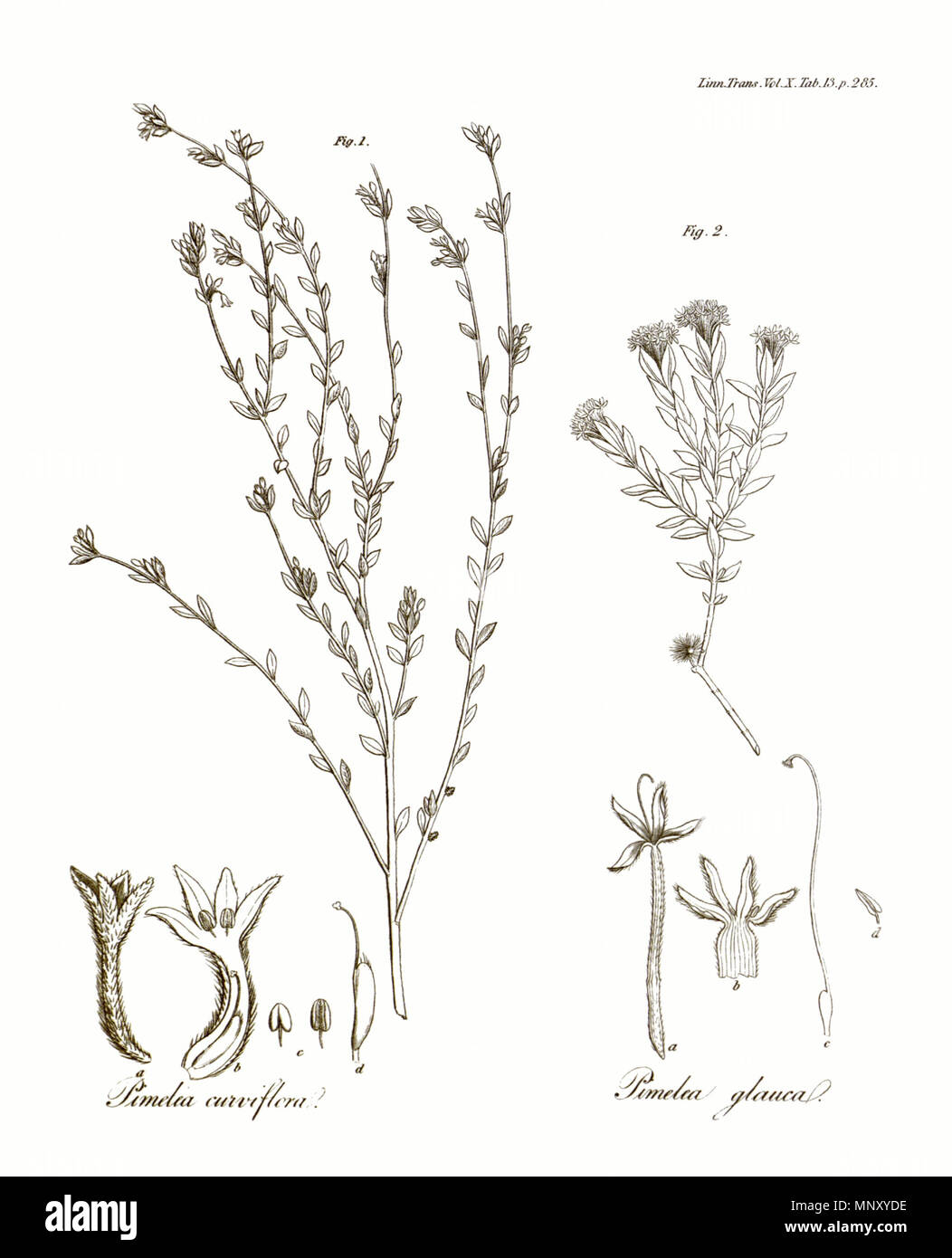 Pimelea glauca hi-res stock photography and images - Alamy