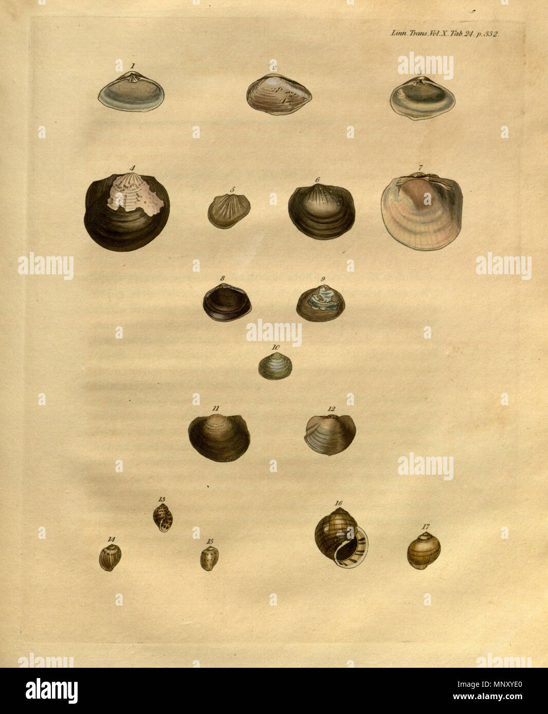 Clams. English: Plate showing various bivalve clams and gastropods ...