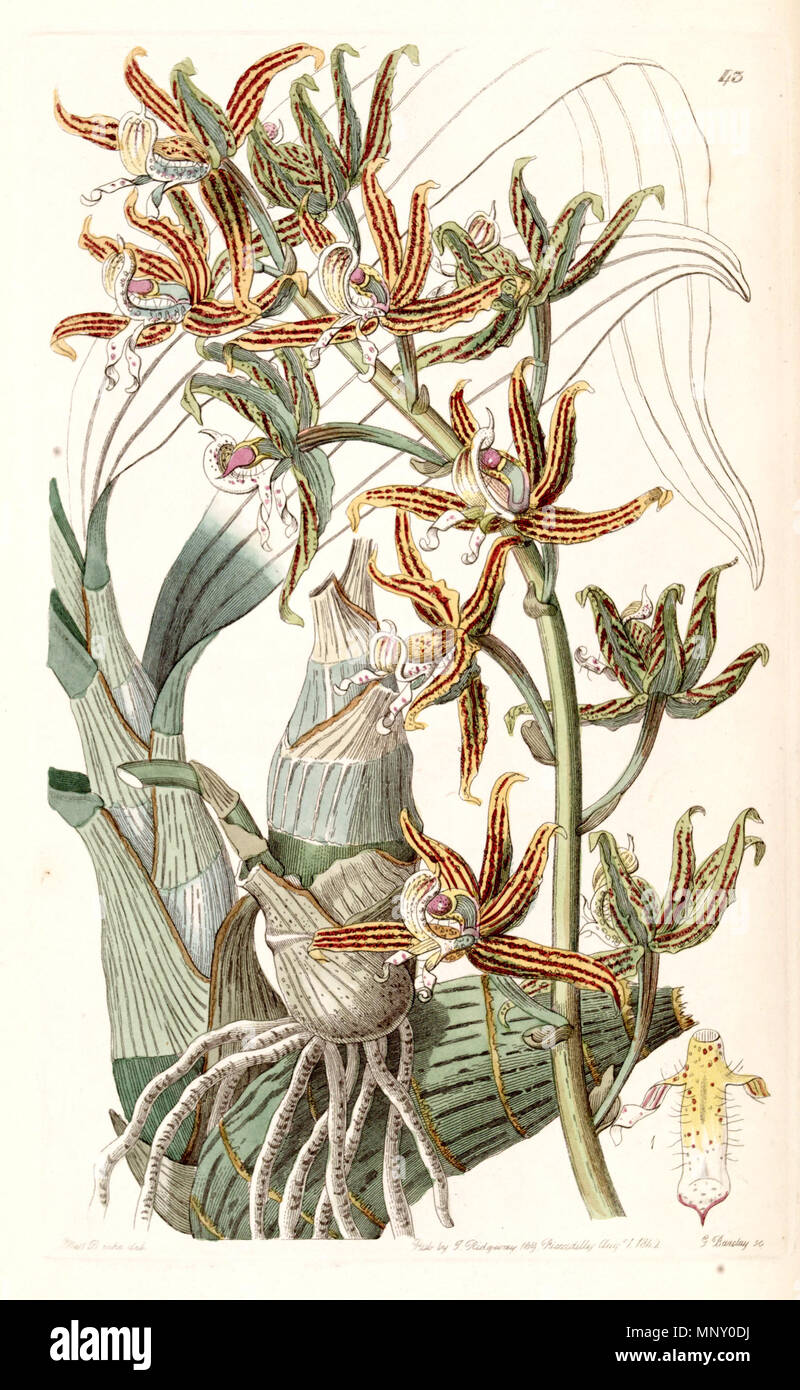 Mormodes lineatum hi-res stock photography and images - Alamy