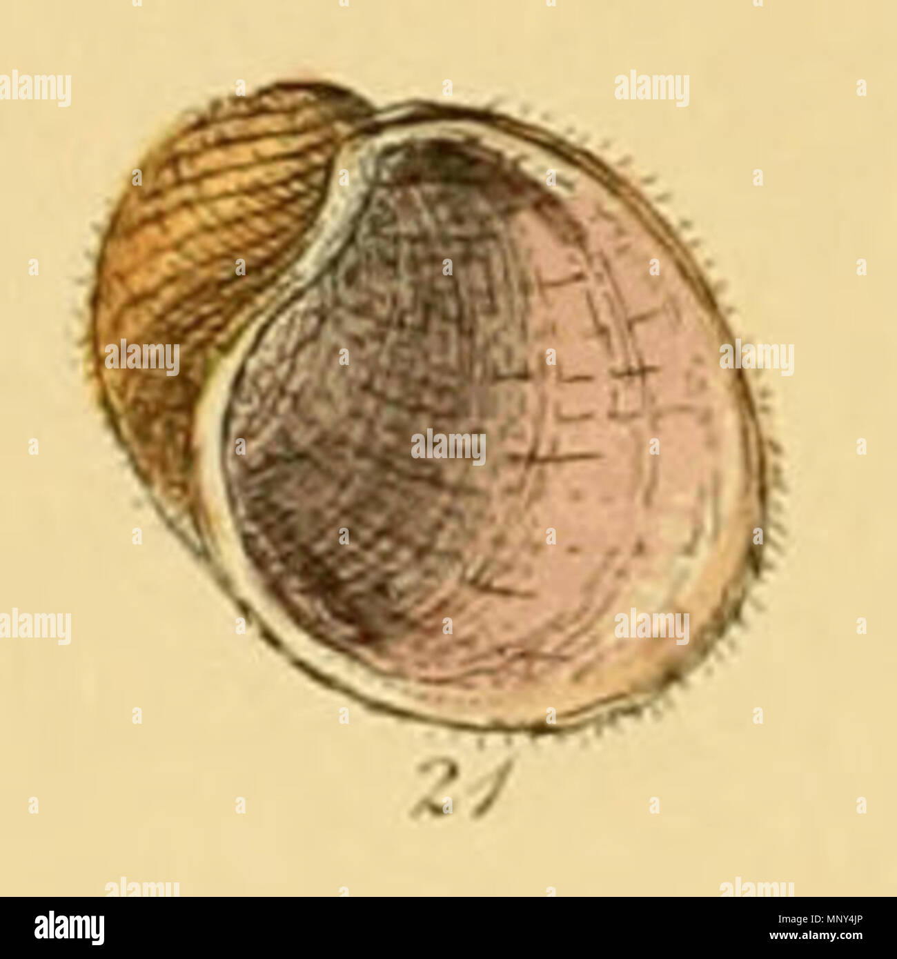 . English: Velutina lævigata Linnaeus, accepted as Velutina velutina[1 ...