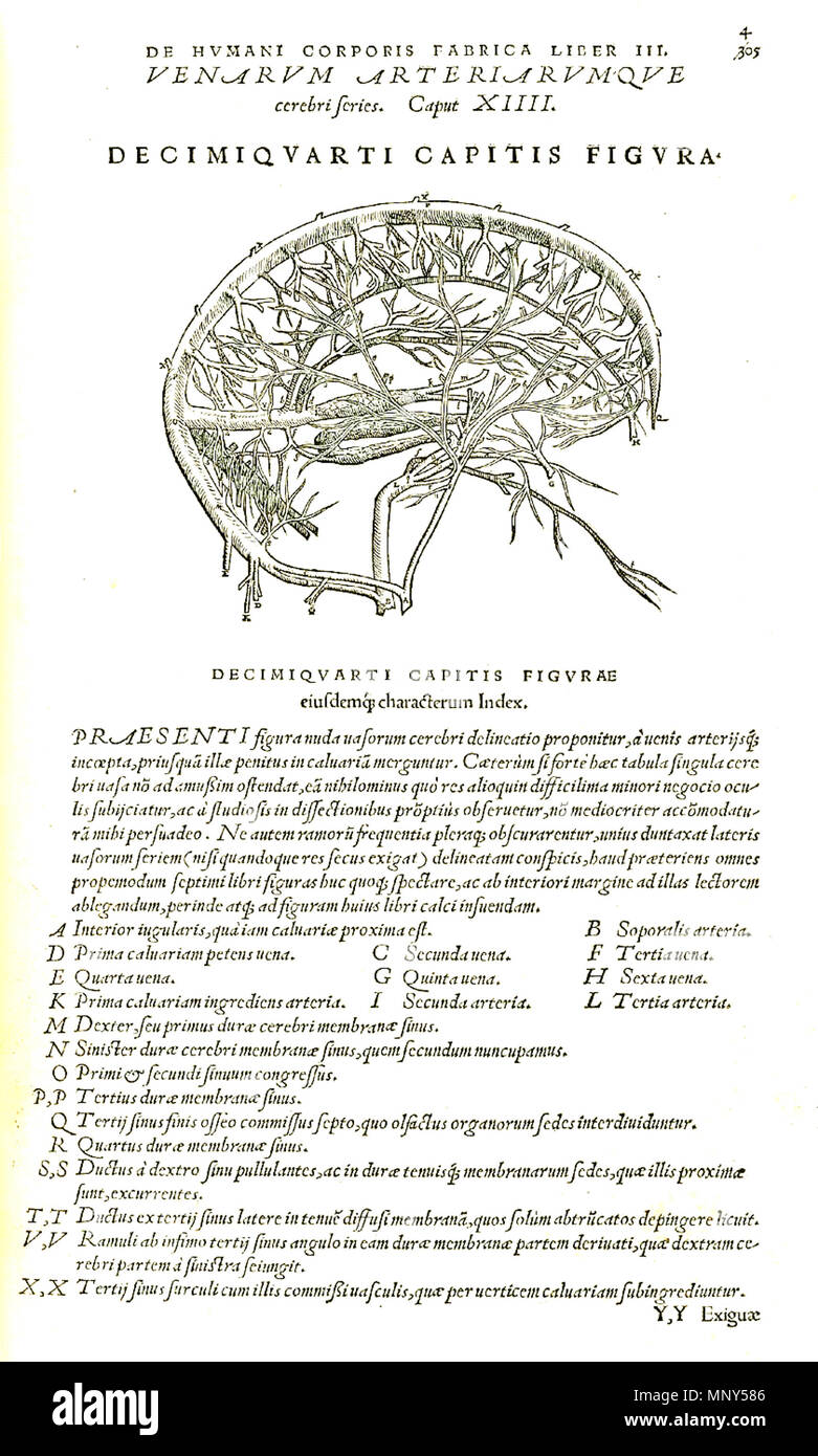 . 1231 Vesalius 405fc Stock Photo - Alamy
