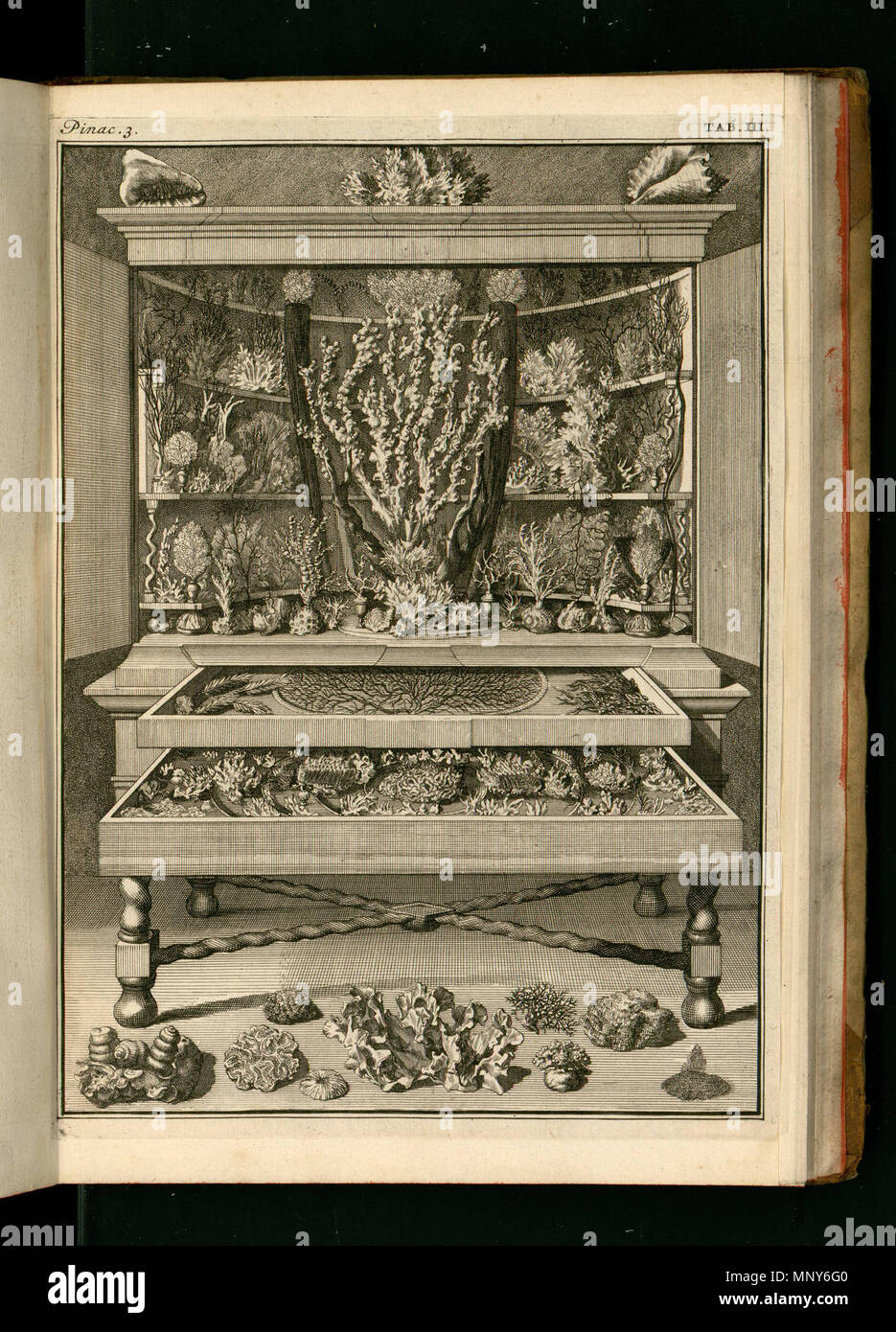 . Illustration from the book, Wondertooneel der Nature - a Cabinet of ...