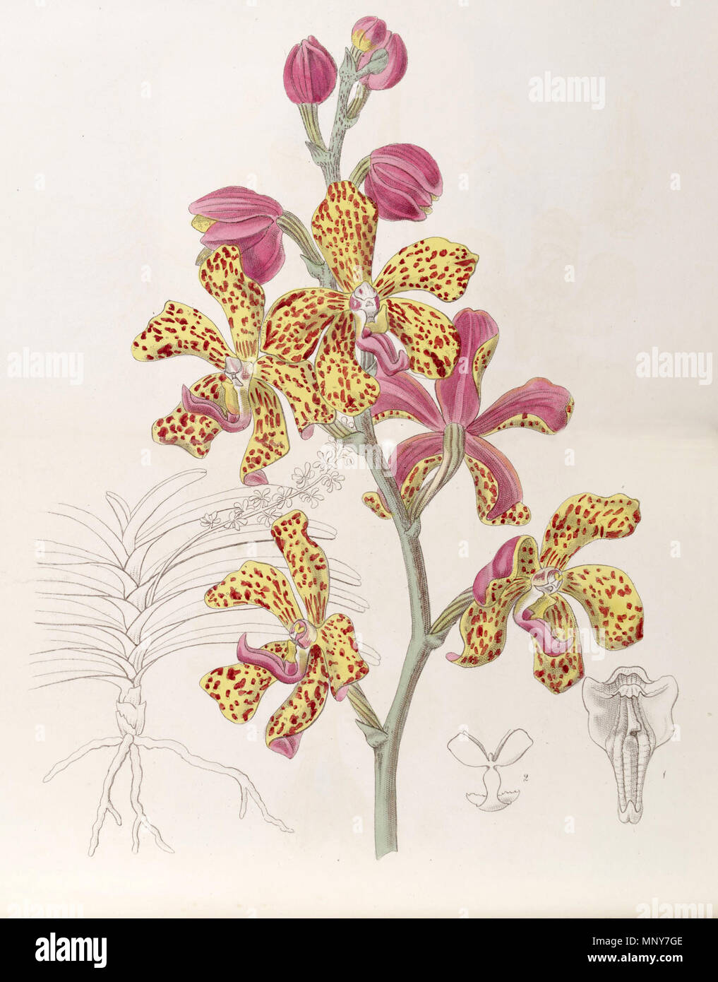 Vanda batemanni hi-res stock photography and images - Alamy