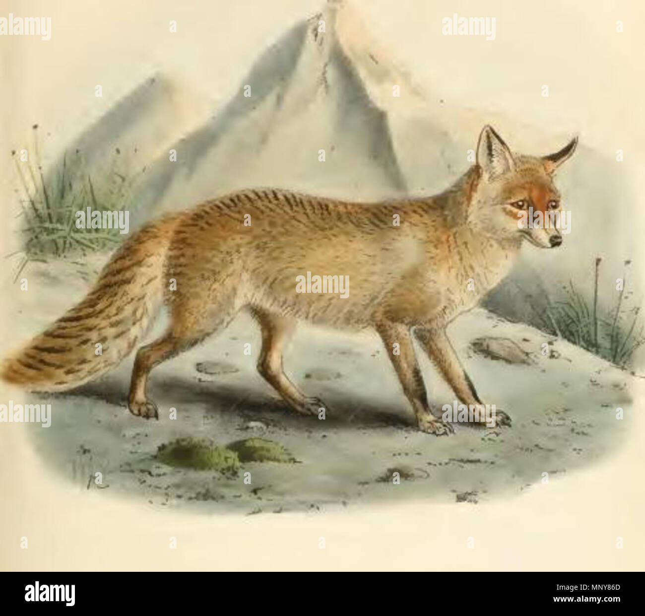 . English: An illustration of a Turkmenian fox . 1890. St. George ...