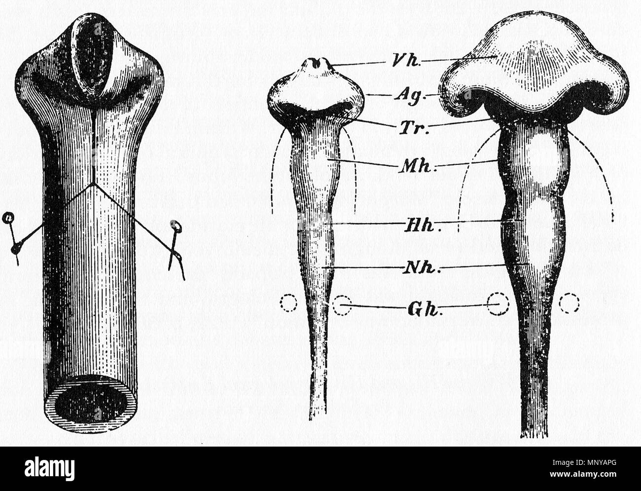 . English: Wilhelm His drawing of chick brain compared to folded rubber ...