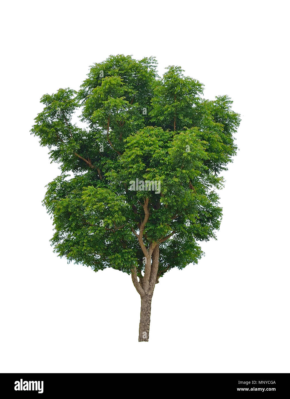 Isolated tree on a white background Stock Photo - Alamy