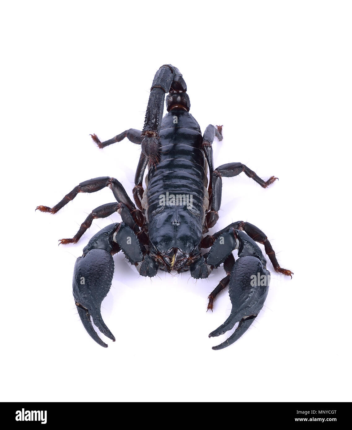 Scorpion of a white background Stock Photo - Alamy