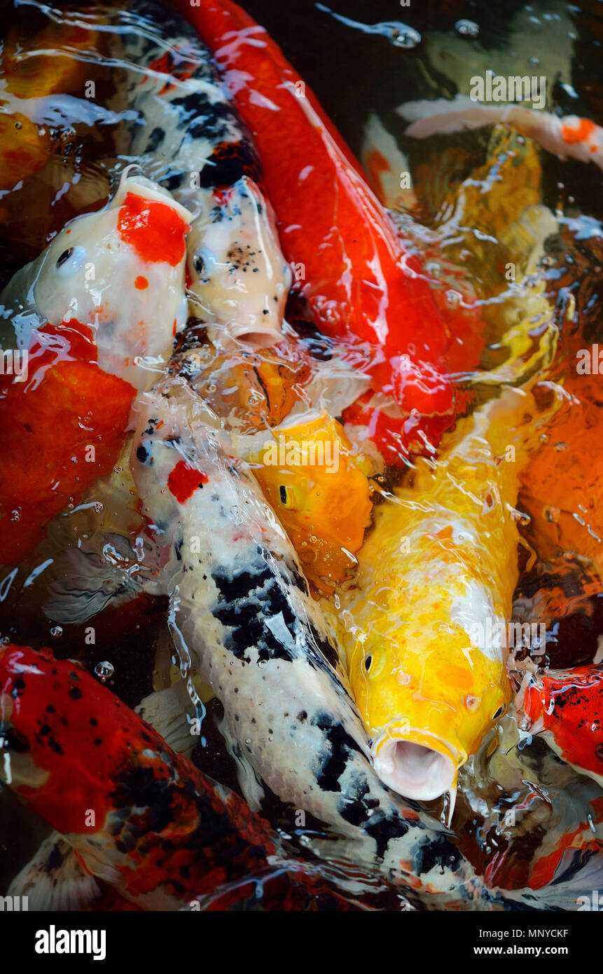 Showa sanshoku hi-res stock photography and images - Alamy