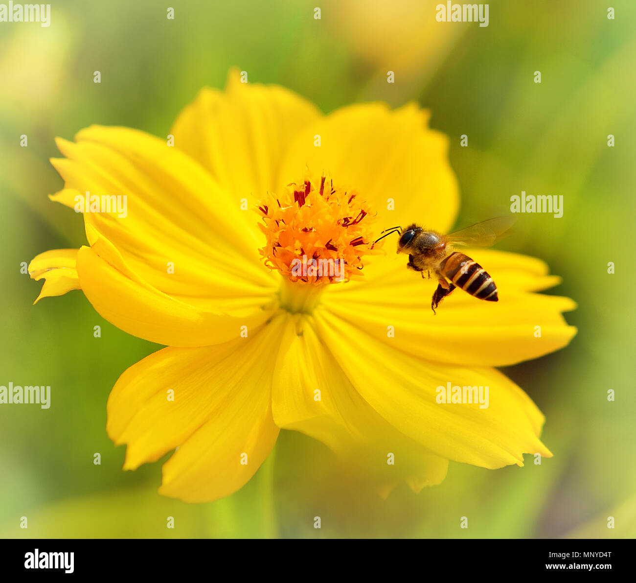 Flying Honey Bee,honeybee pollinated of yellow flower Stock Photo - Alamy