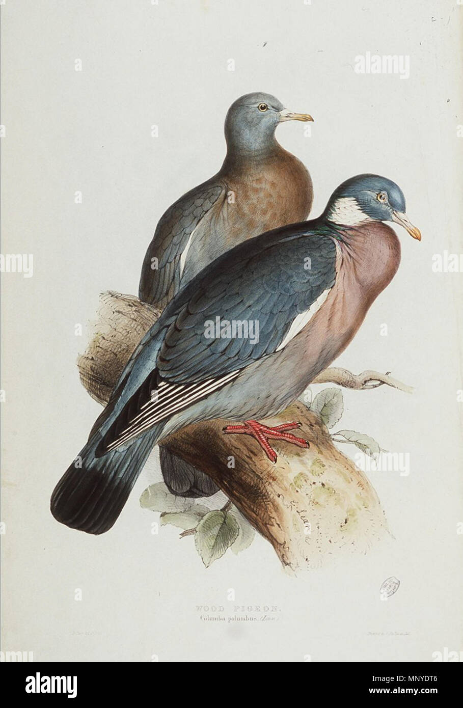 Edward lear 1812 1888 english artist hi-res stock photography and ...