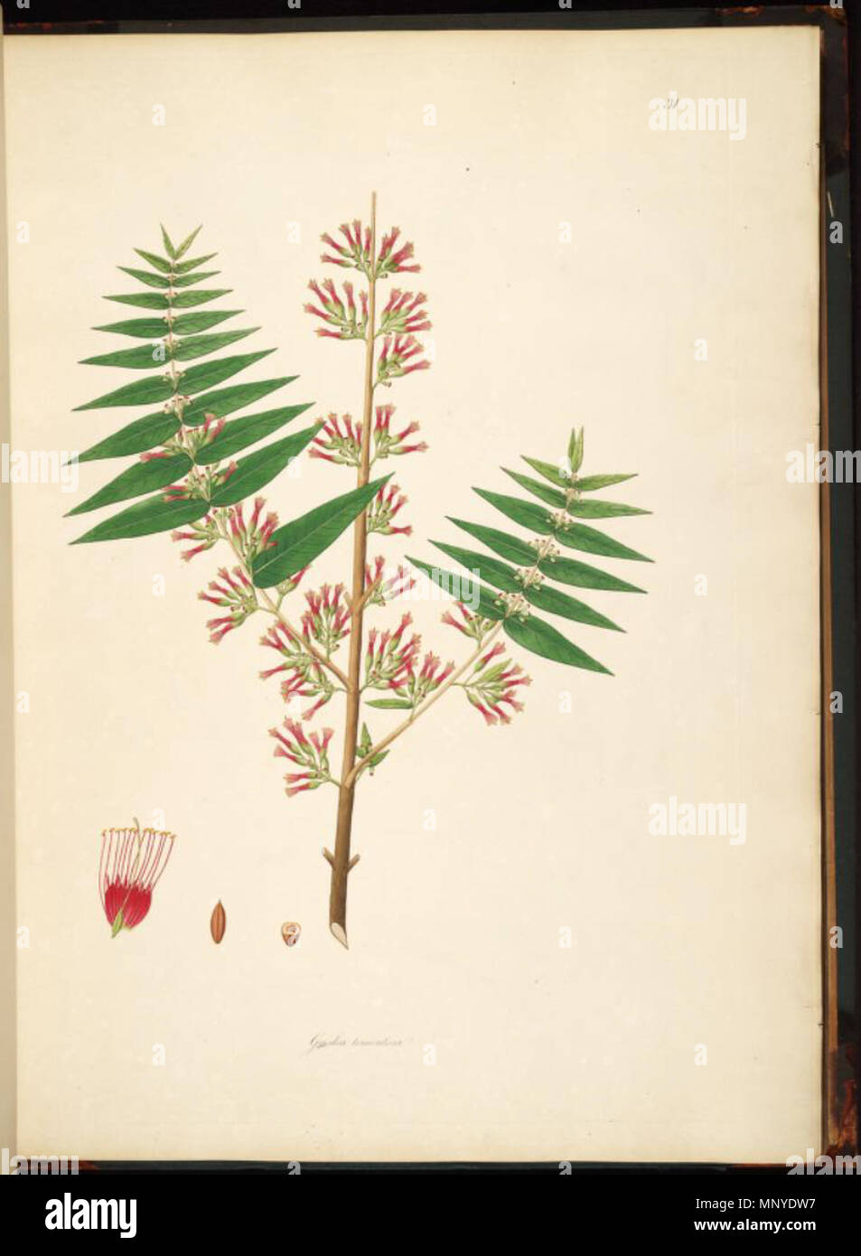 . Illustration of Woodfordia fruticosa (Orig. Grislea tomentosa) . 1795 ...