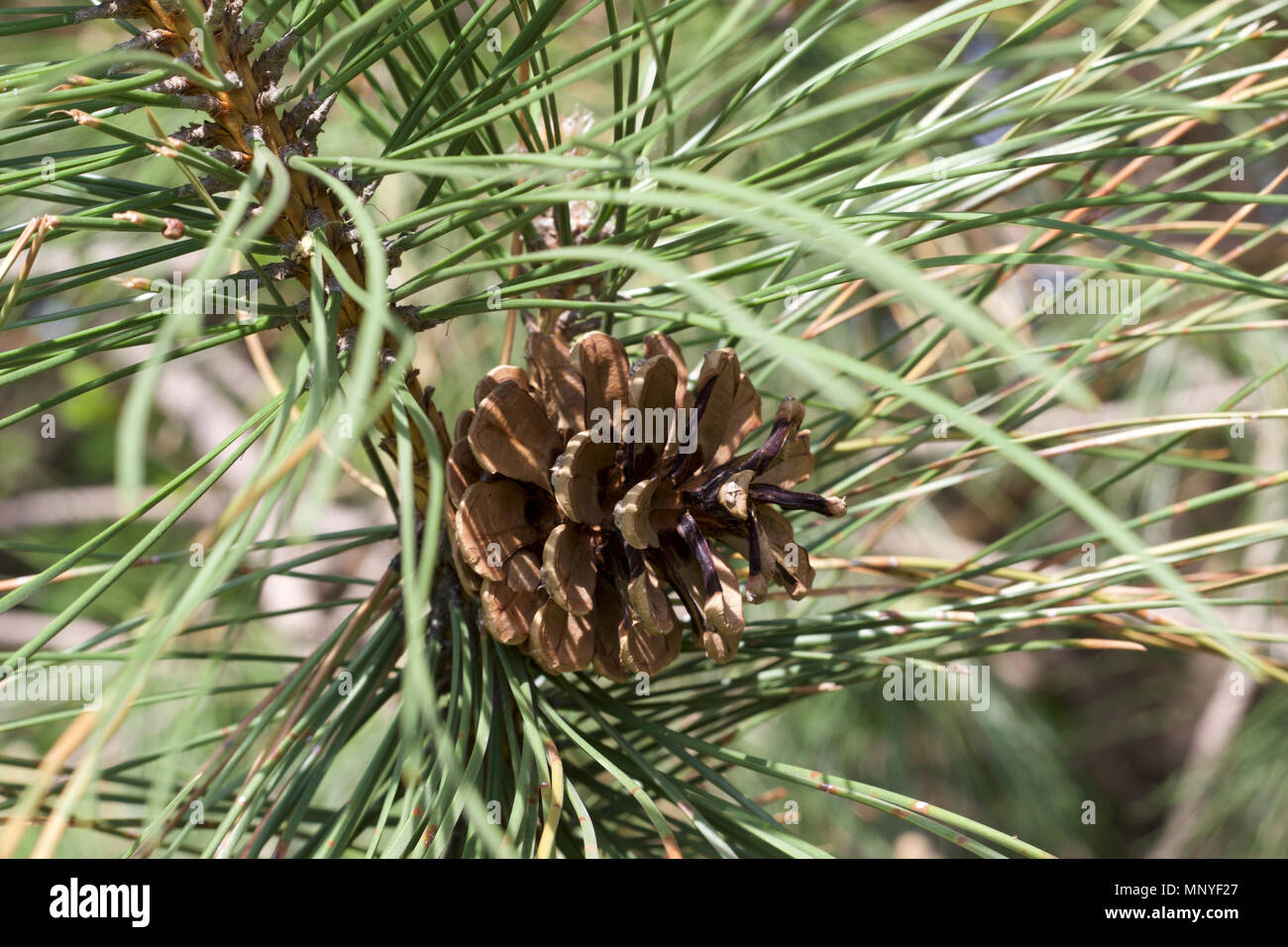 Close up view of a single pine cone on an Austrian black pine tree in ...