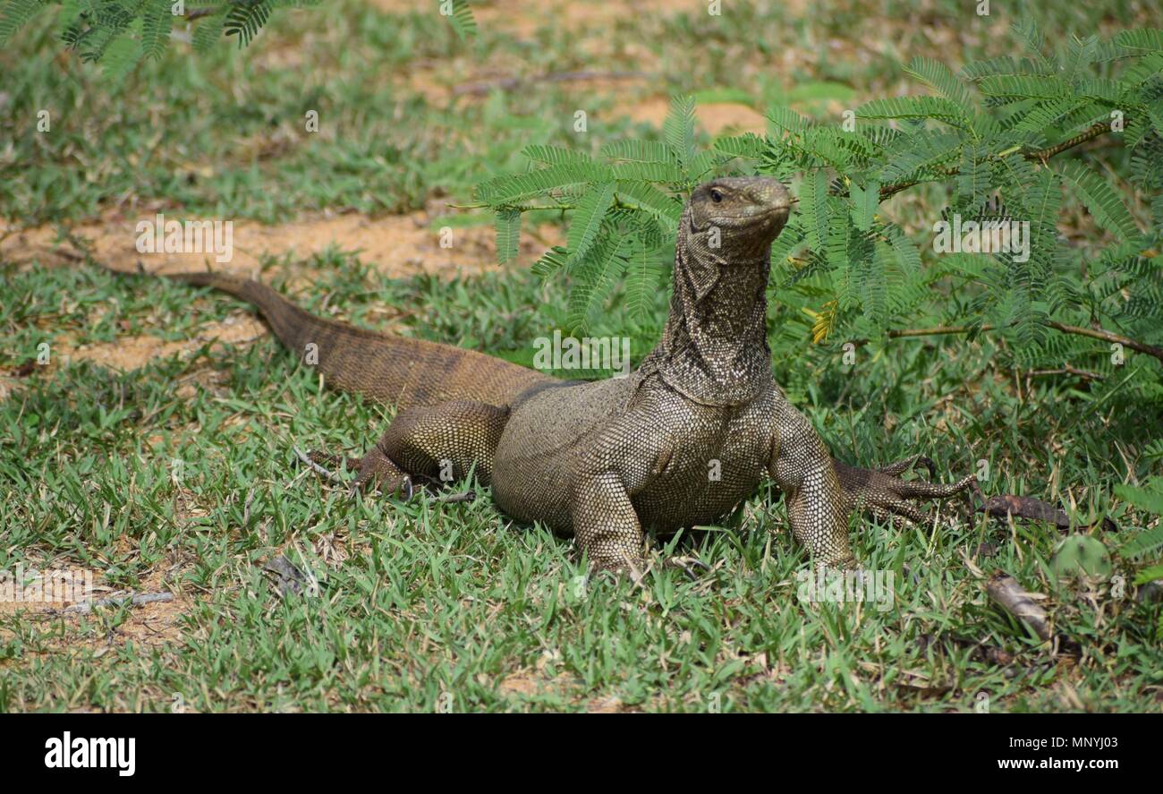 Land Monitor in Bundala National Park Stock Photo - Alamy