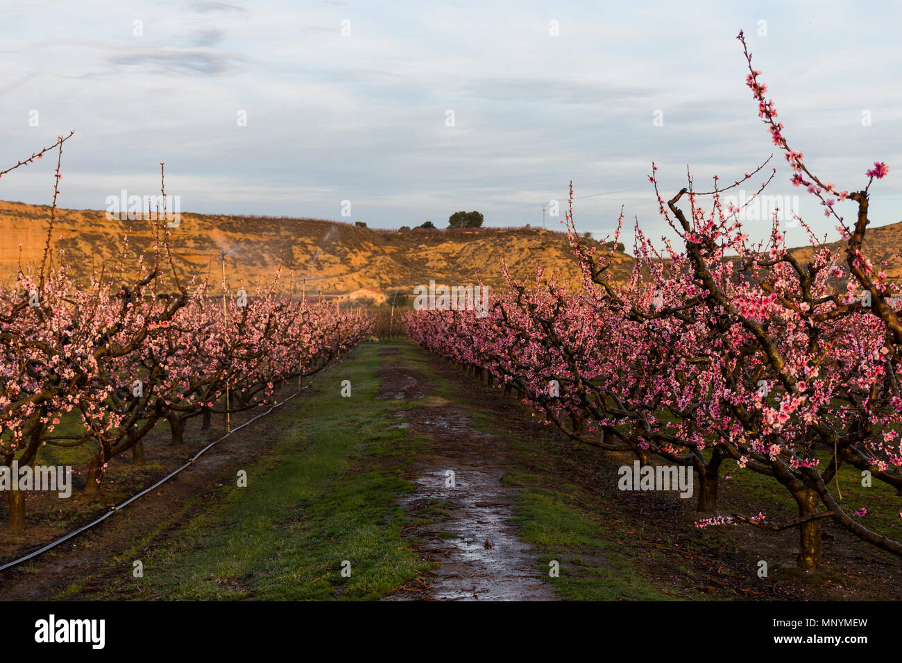 Field of peach tree in bloom, with sprinklers. Protection against ice ...