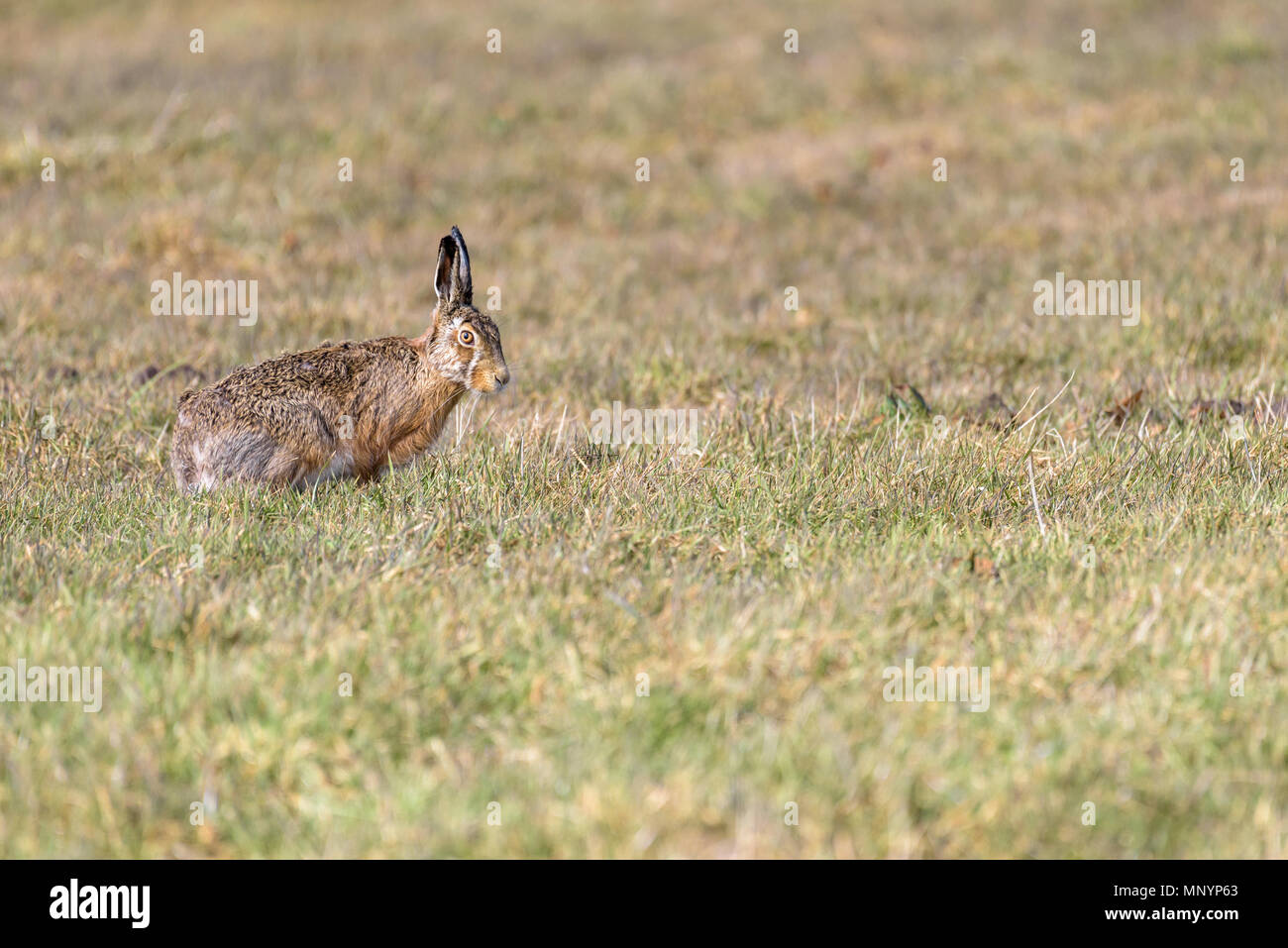 Hare face hi-res stock photography and images - Alamy