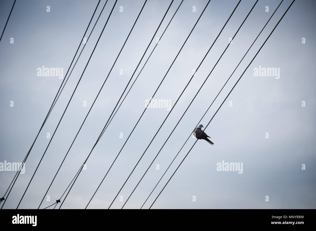 one single bird on wire and cloudy sky as background Stock Photo - Alamy