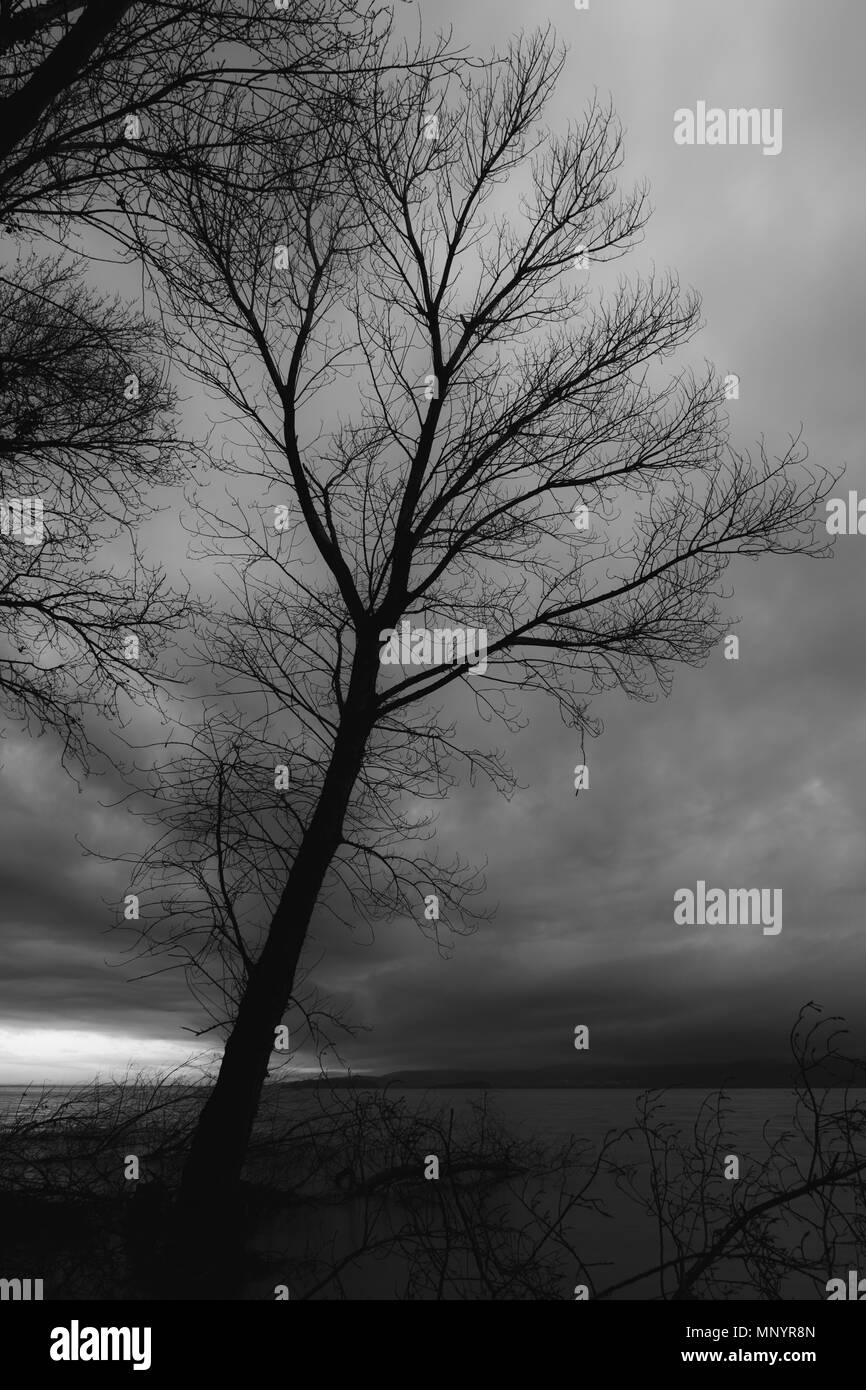 Skeletal and fallen trees on a lake shore, beneath a moody sky Stock ...