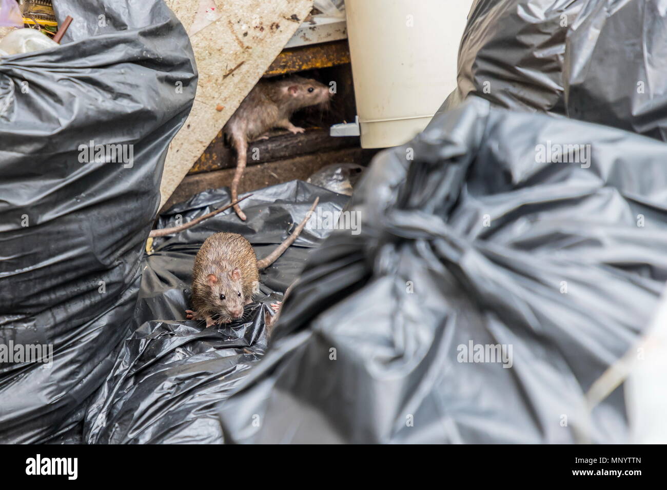 Garbage in beautiful environment hi-res stock photography and images ...