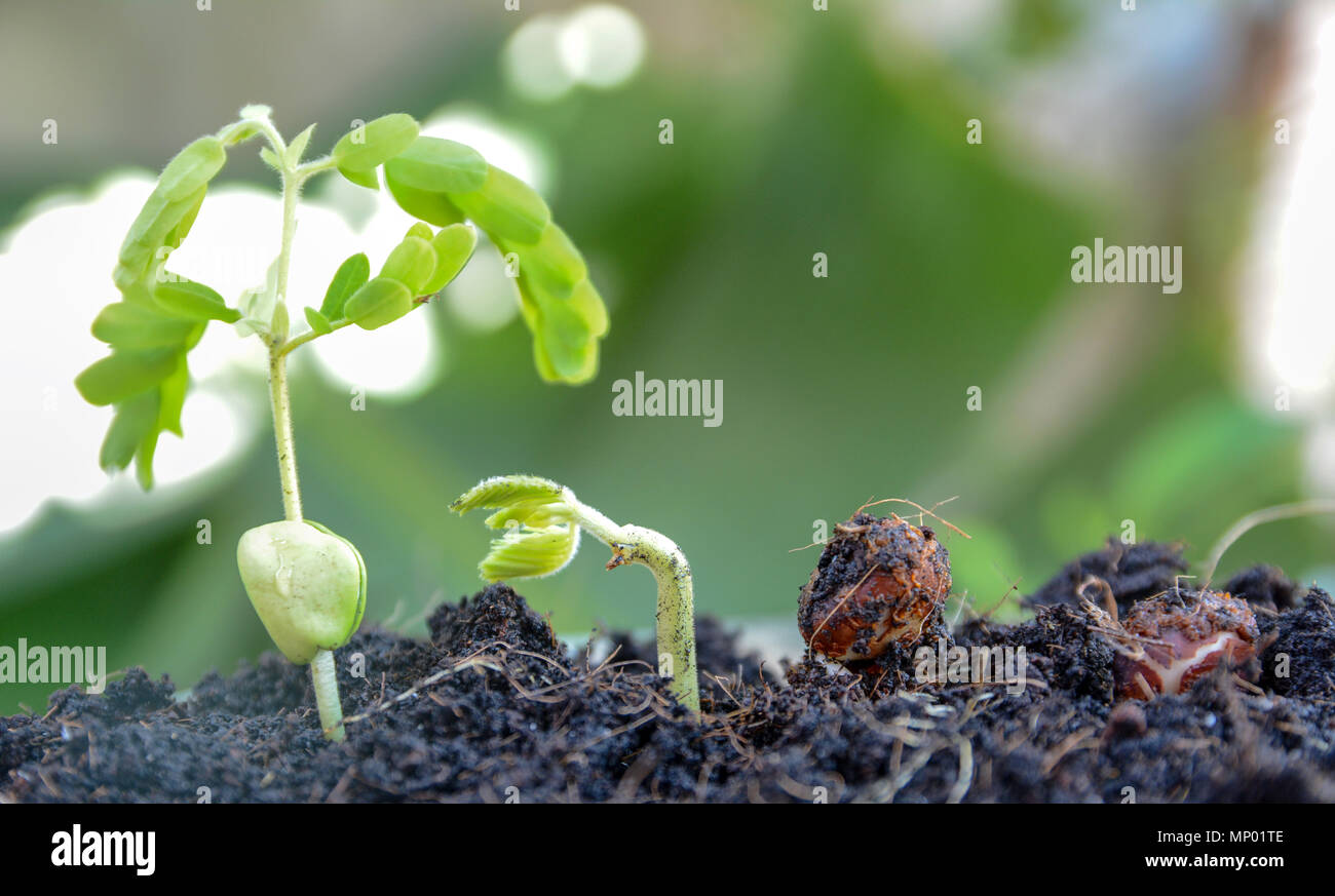 art abstract spring background or summer background with fresh, seed to ...