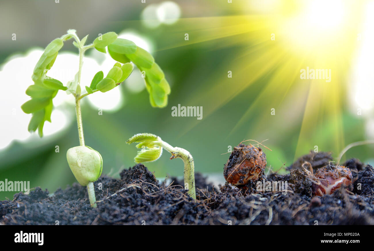 art abstract spring background or summer background with fresh, seed to ...