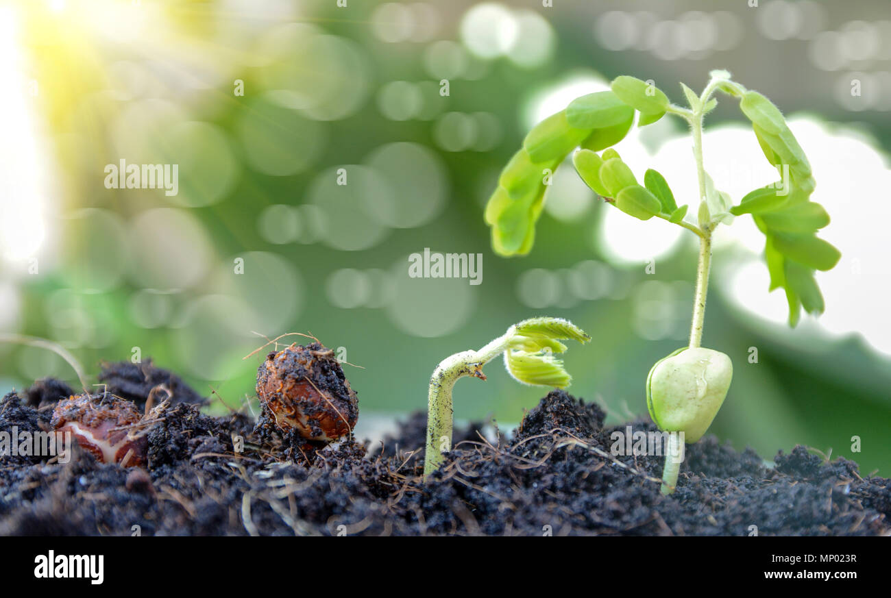 art abstract spring background or summer background with fresh, seed to ...