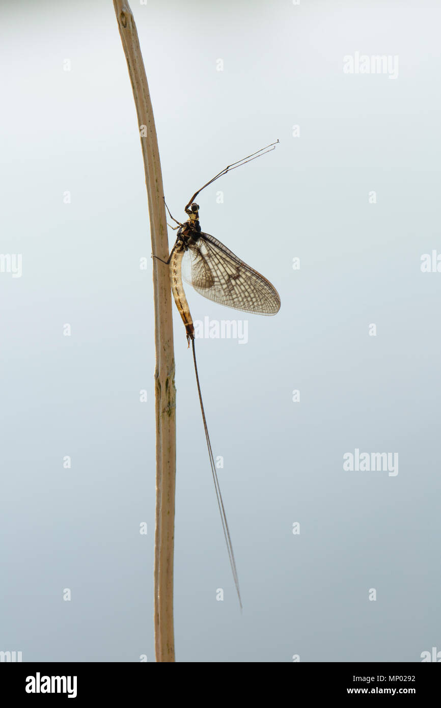 River insects hi-res stock photography and images - Alamy