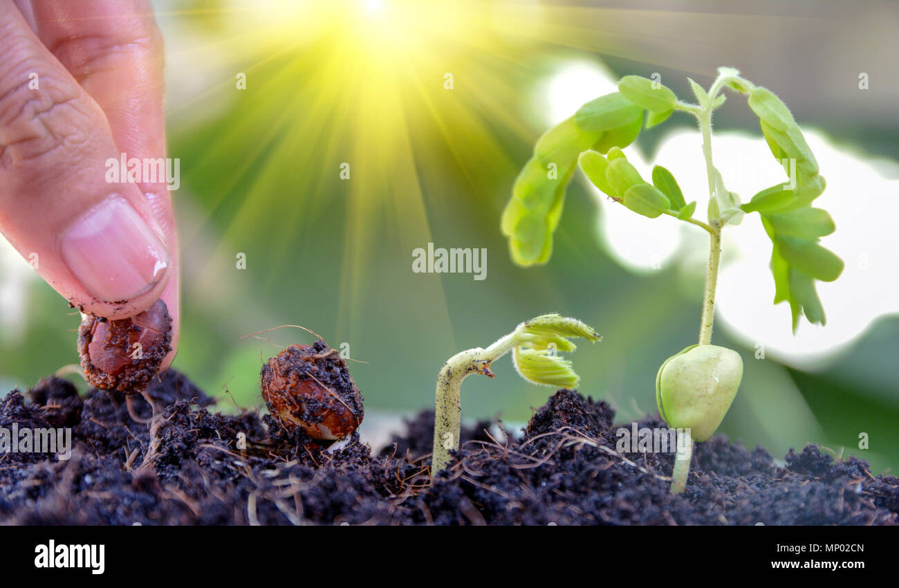 art abstract spring background or summer background with fresh, seed to ...