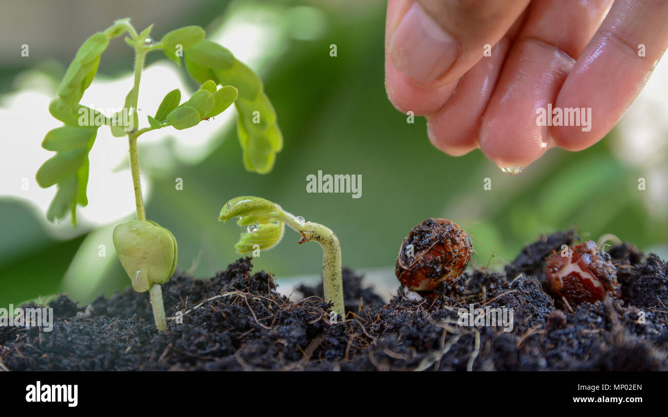 art abstract spring background or summer background with fresh, seed to ...