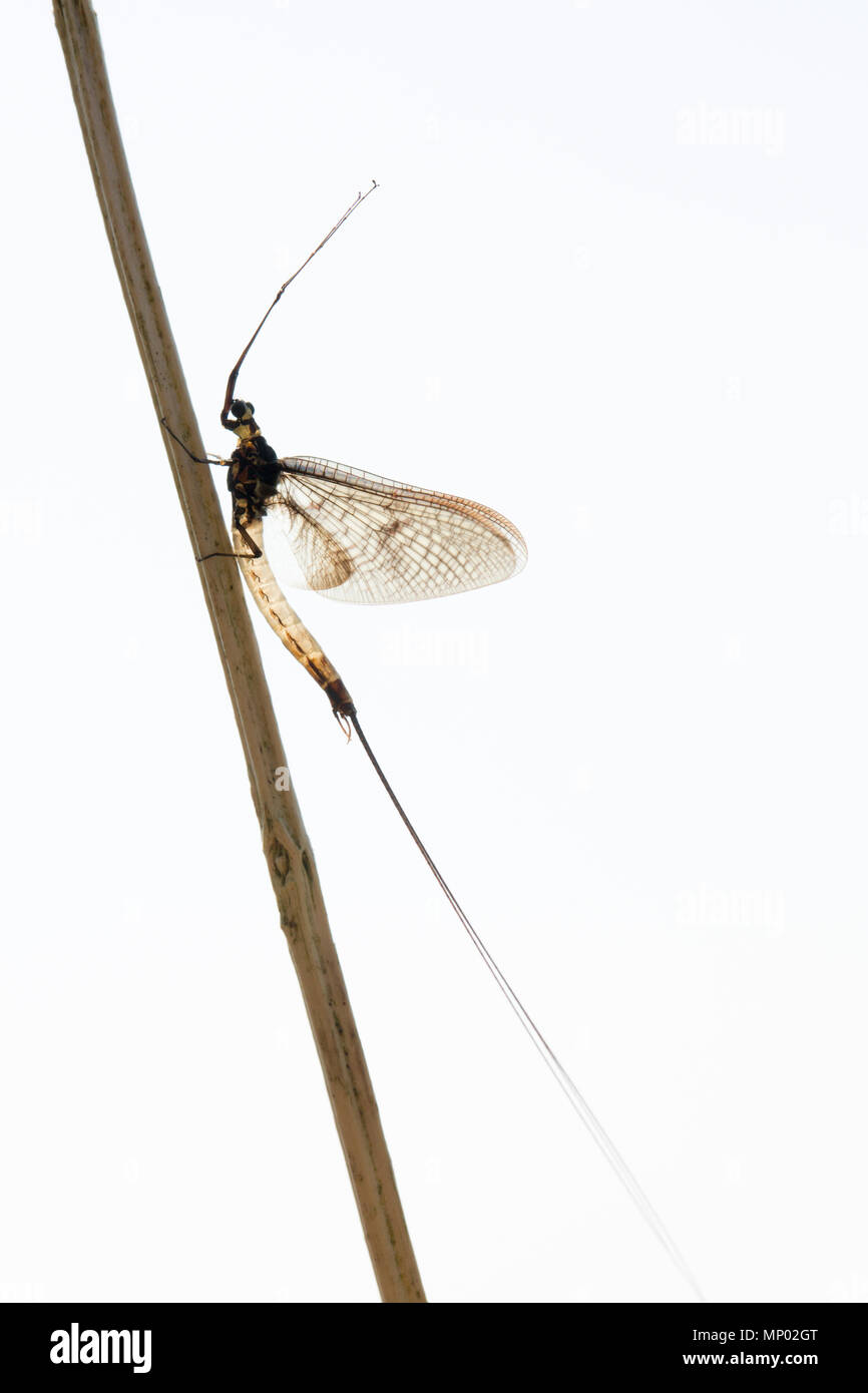 River insects hi-res stock photography and images - Alamy