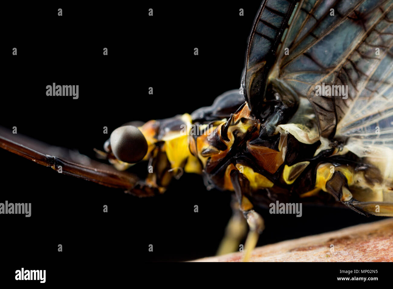 River insects hi-res stock photography and images - Alamy
