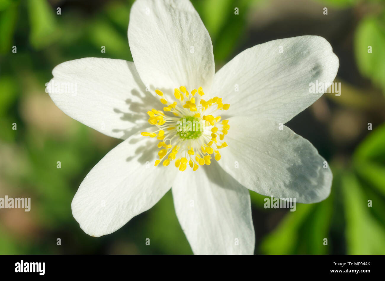Spring primrose have opened buds under beams of the spring sun close up ...