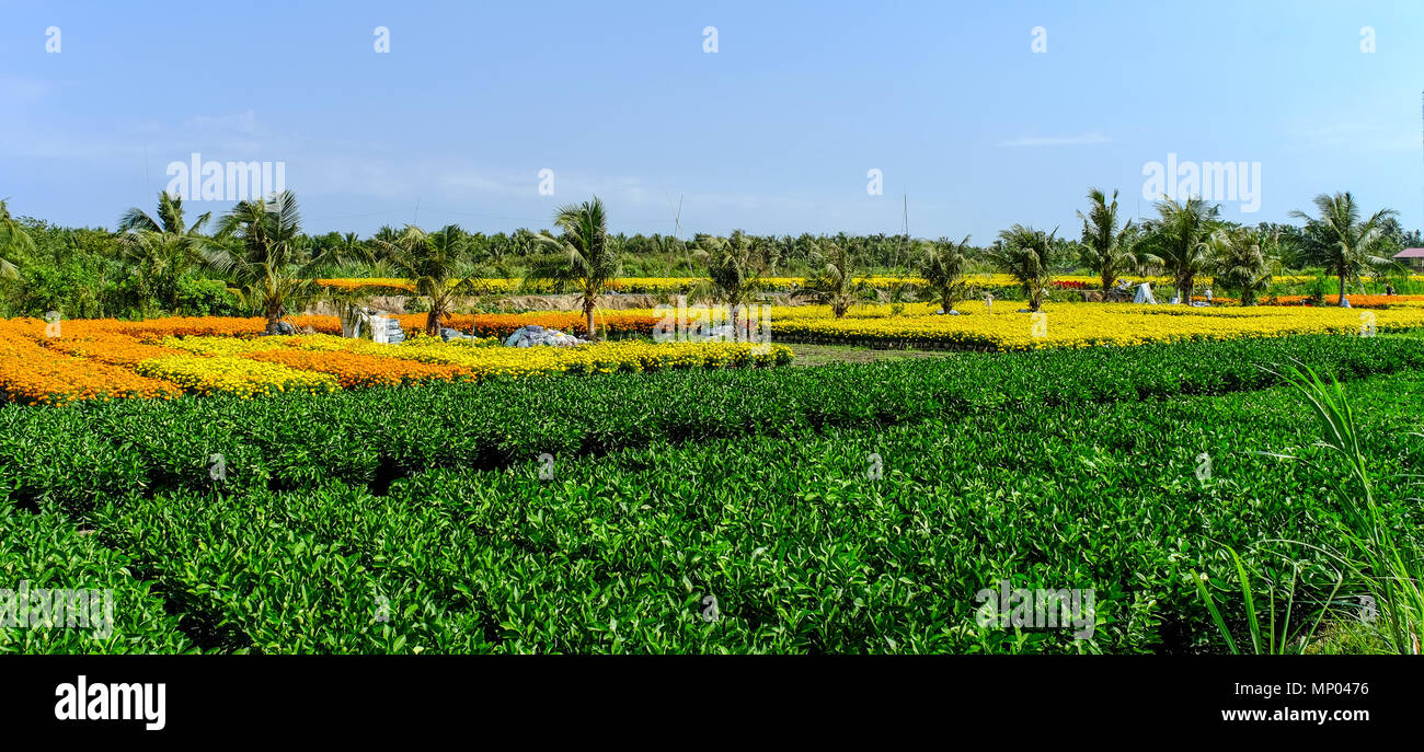 Flower plantation at spring time in Mekong Delta, Vietnam Stock Photo ...
