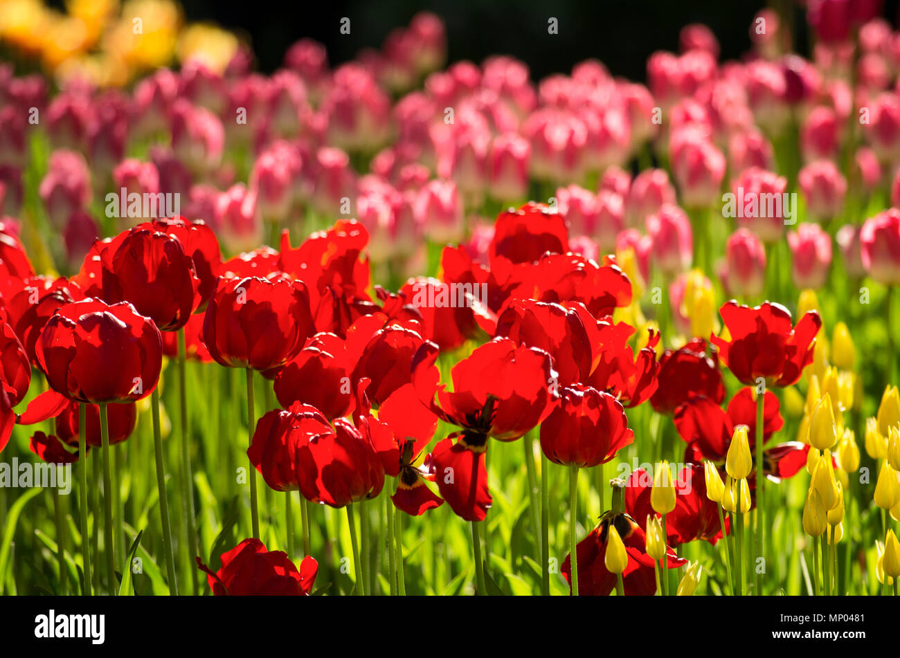 Colorful tulips with blooming buds and falling petals lit with the sun ...