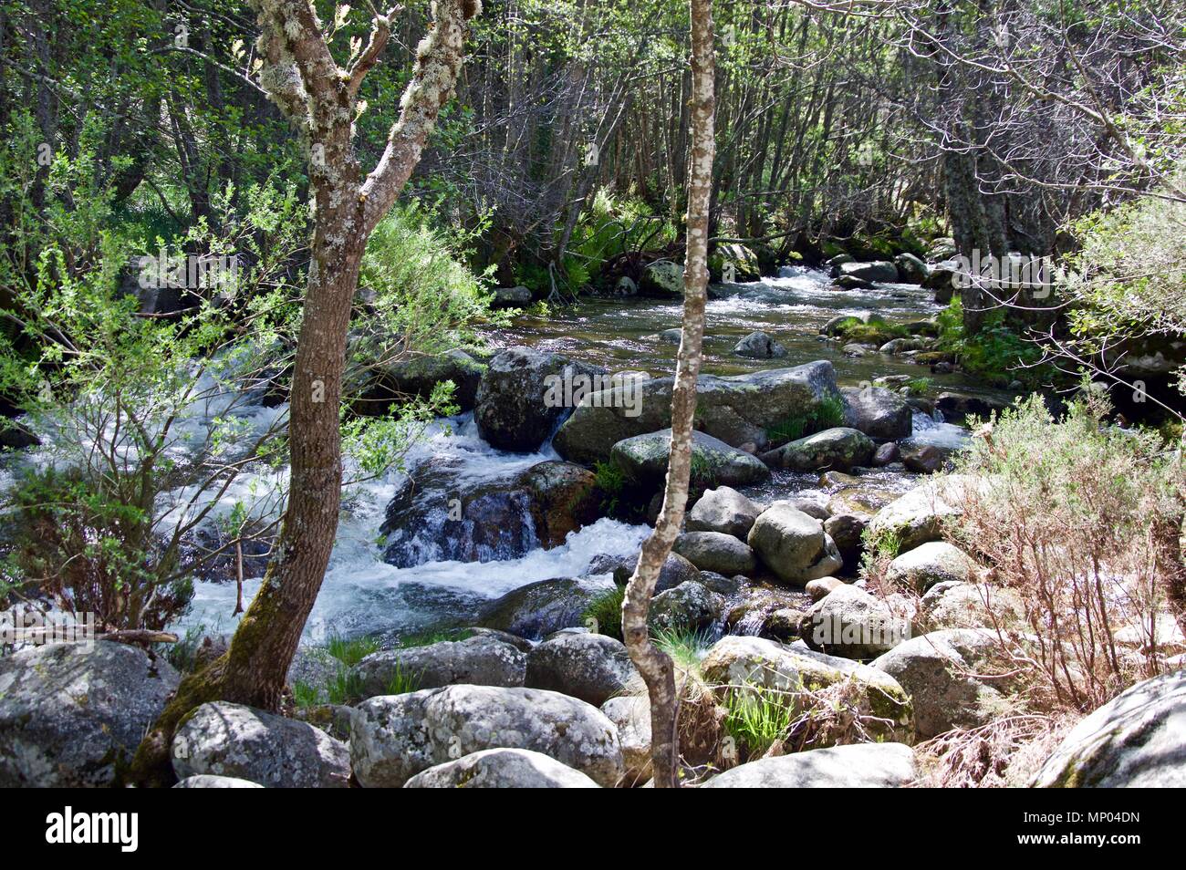 Small waterfalls of a river with high vegetation Stock Photo - Alamy
