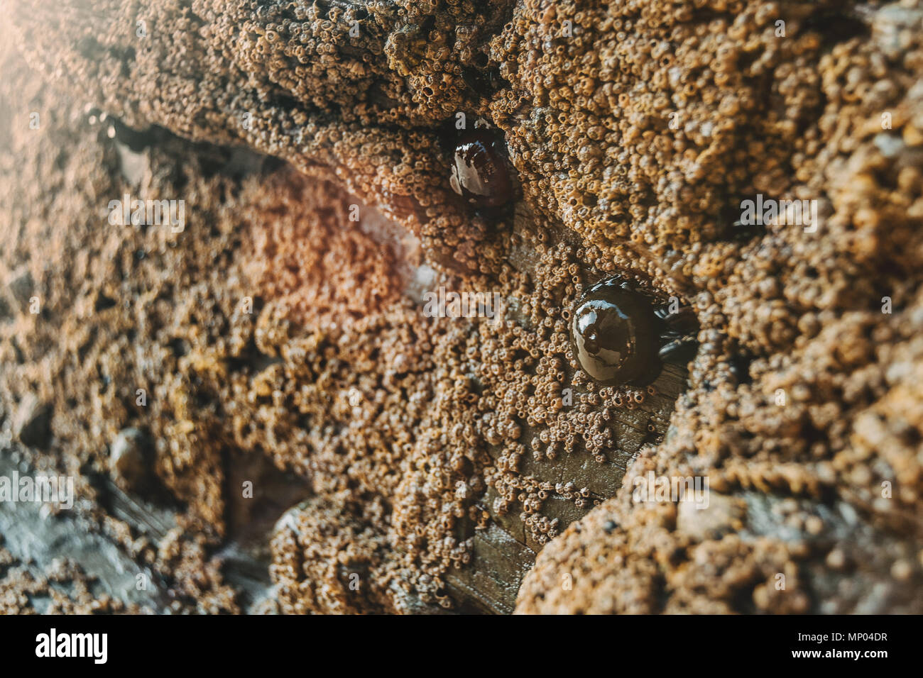 Barnacles on the stones of the beach of Las Catedrales, Lugo, Spain ...