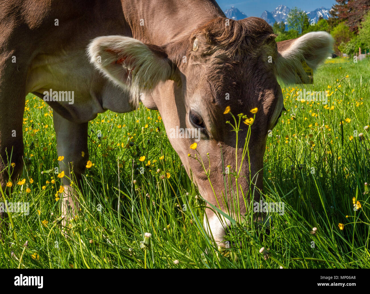 Bavarian cow hi-res stock photography and images - Alamy