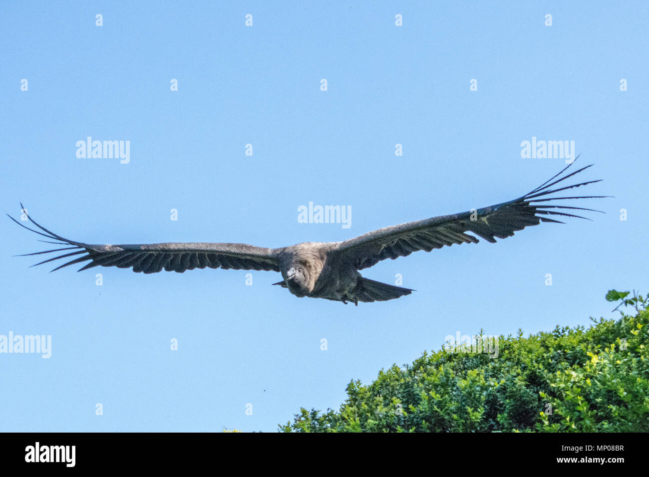Vulture in flight during a flight demonstration Stock Photo - Alamy