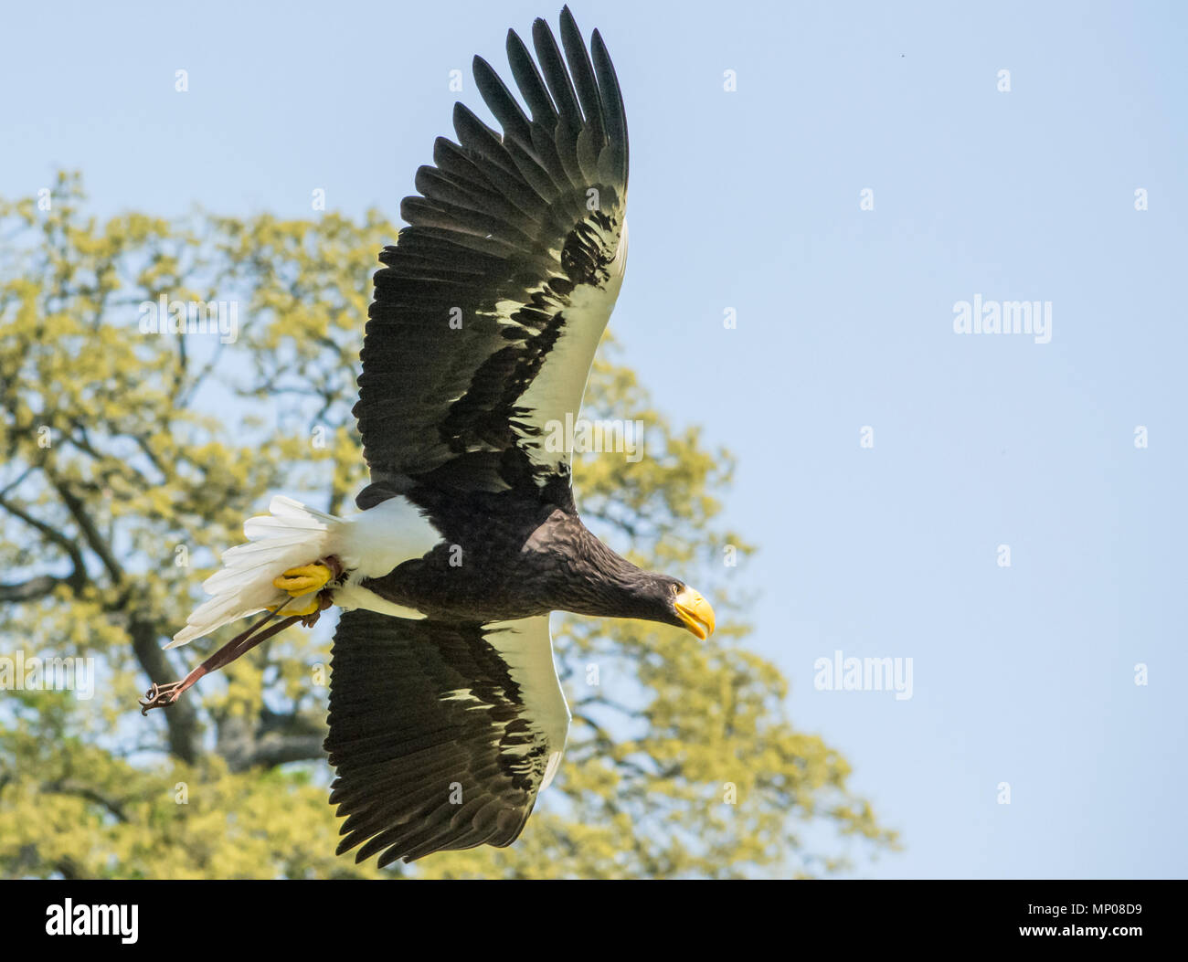 Stellar sea eagle hi-res stock photography and images - Alamy