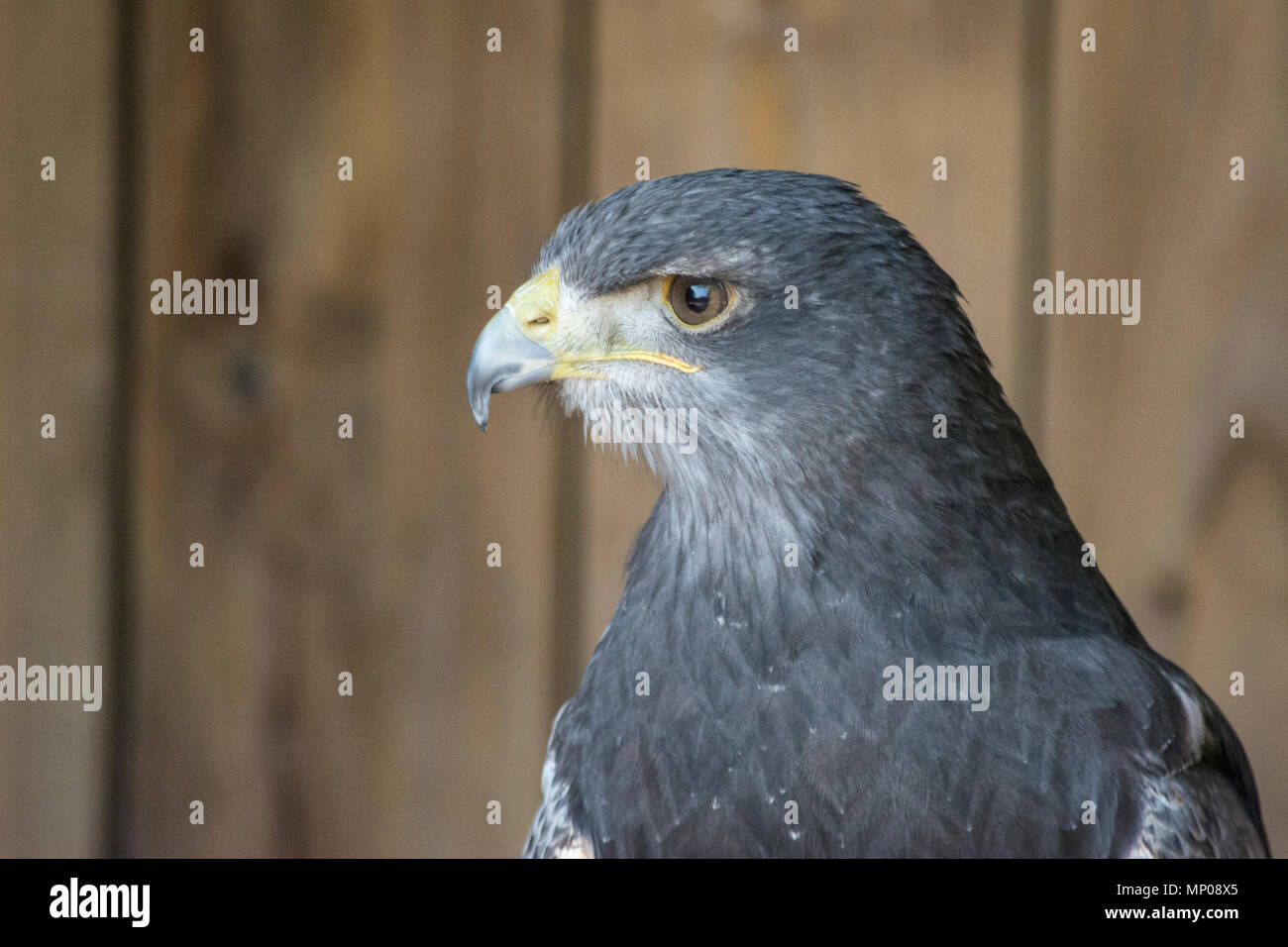 Grey eagle hi-res stock photography and images - Alamy