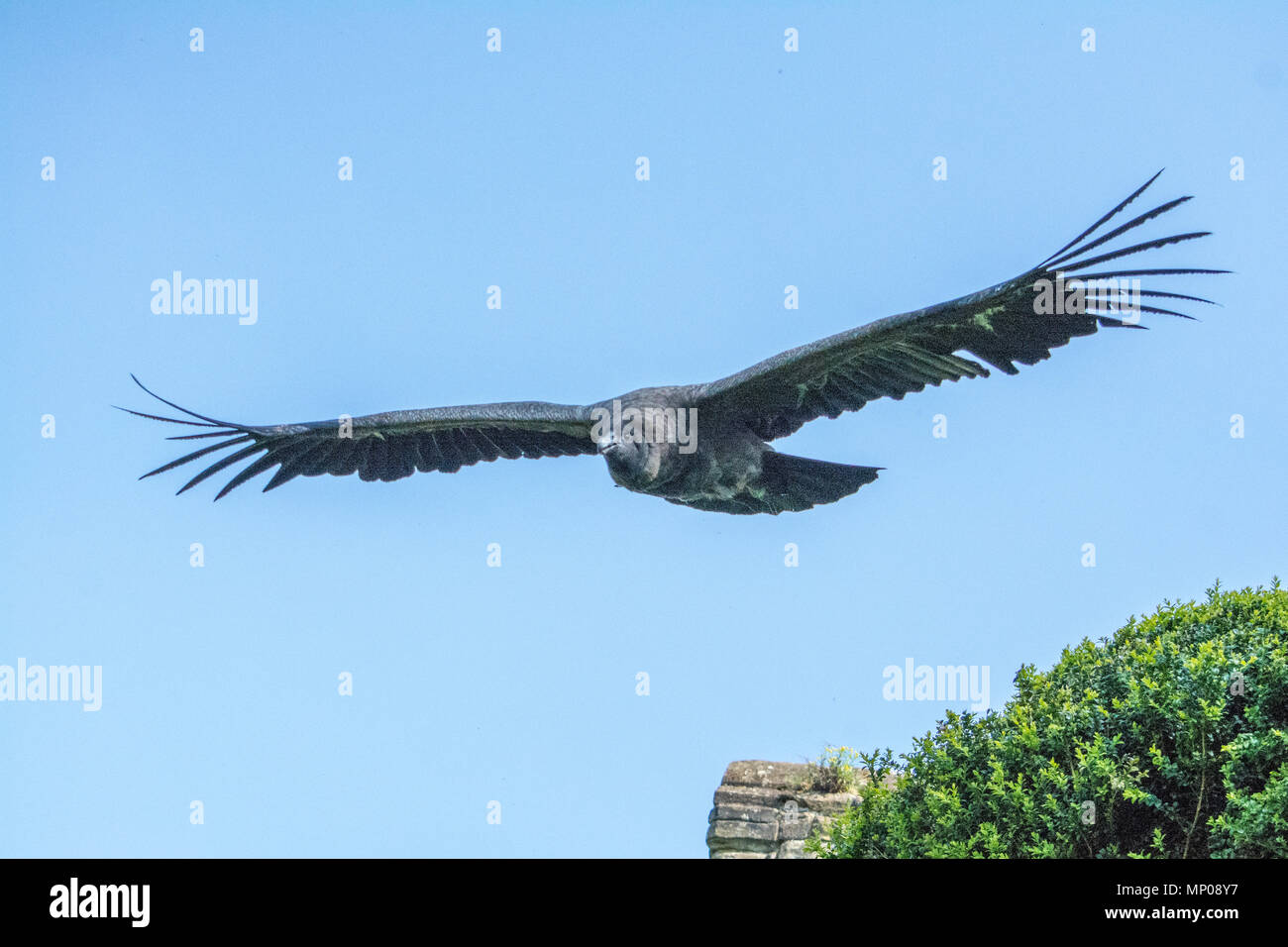 Vulture in flight during a flight demonstration Stock Photo - Alamy