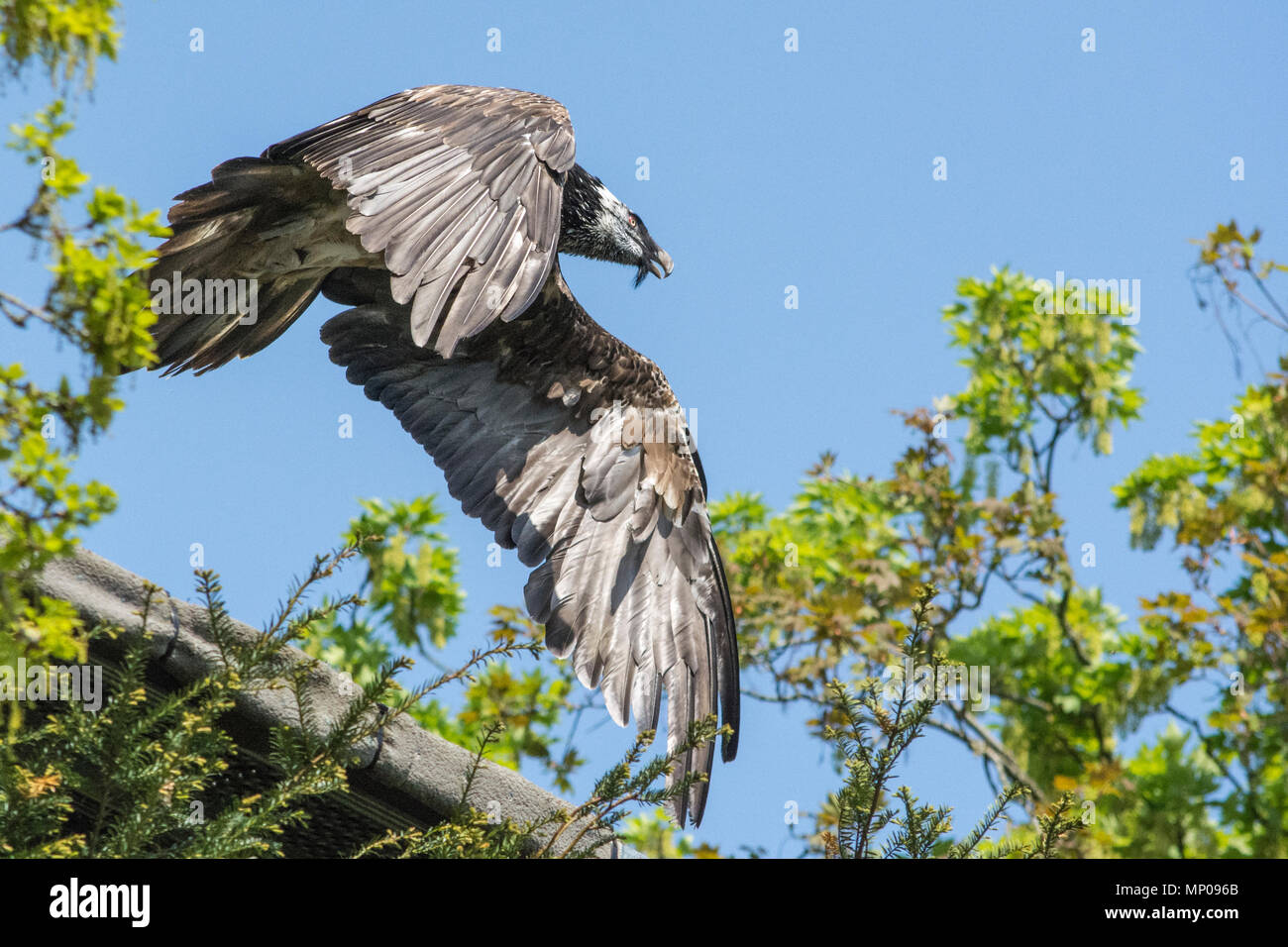 Vulture in flight during a flight demonstration Stock Photo - Alamy
