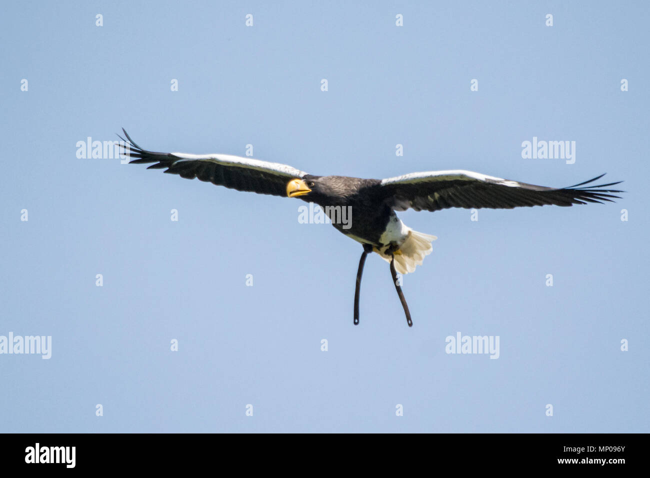 Stellar Sea Eagle in flight during a flight demonstration Stock Photo ...