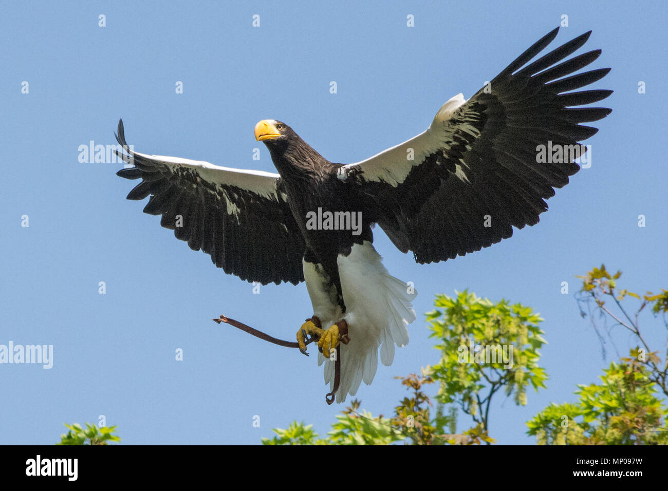 Stellar Sea Eagle in flight during a flight demonstration Stock Photo ...