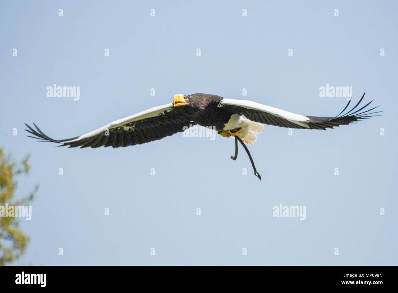 Stellar sea eagle hi-res stock photography and images - Alamy